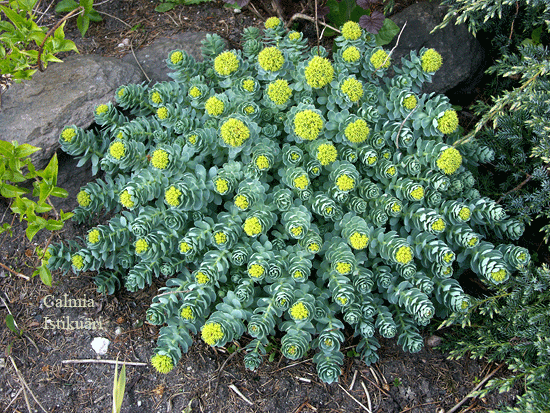 Sulev Nurme | Reisikirjad | Kolm sammu Mongooliani